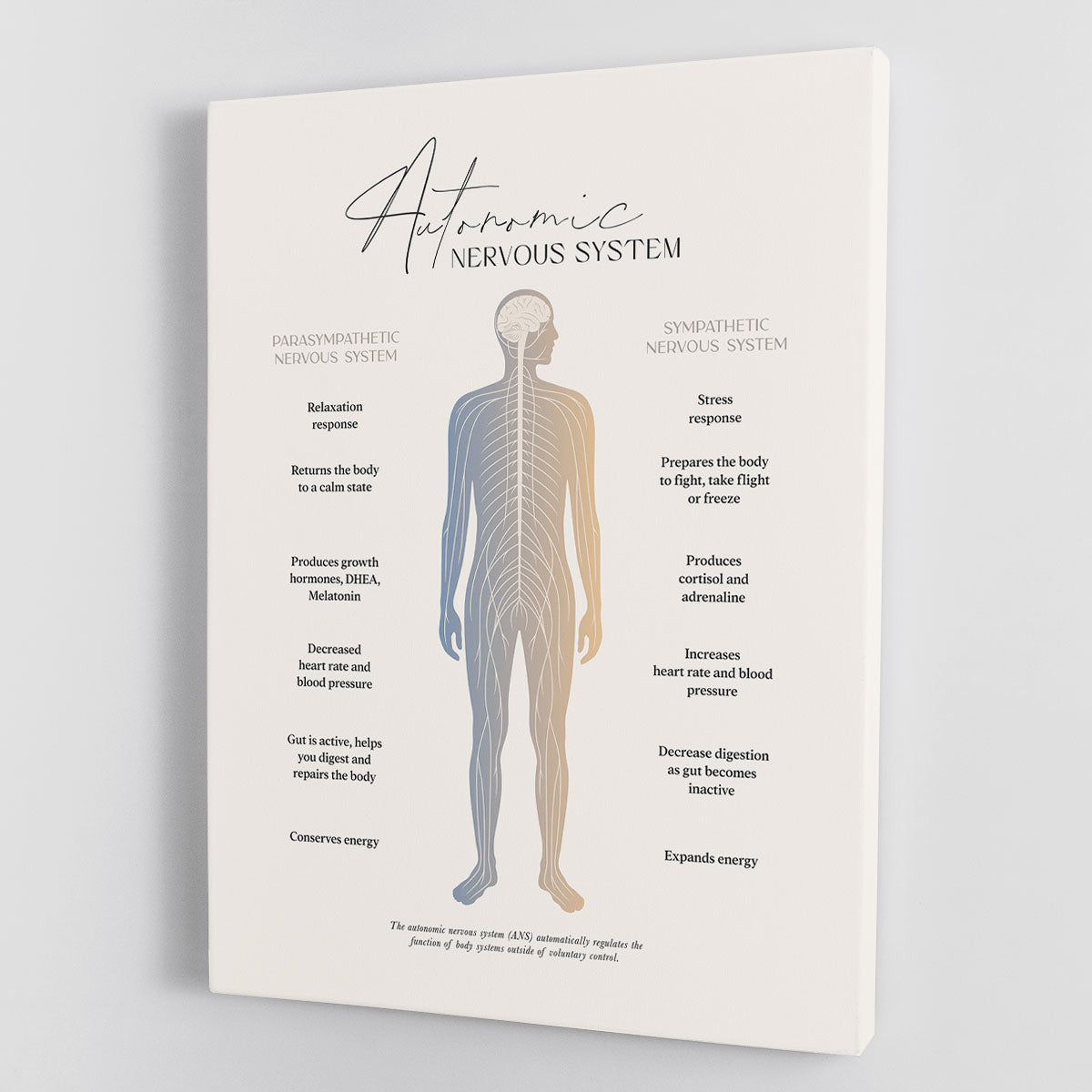 Autonomic Nervous System Canvas Print or Poster | Canvas Art Rocks
