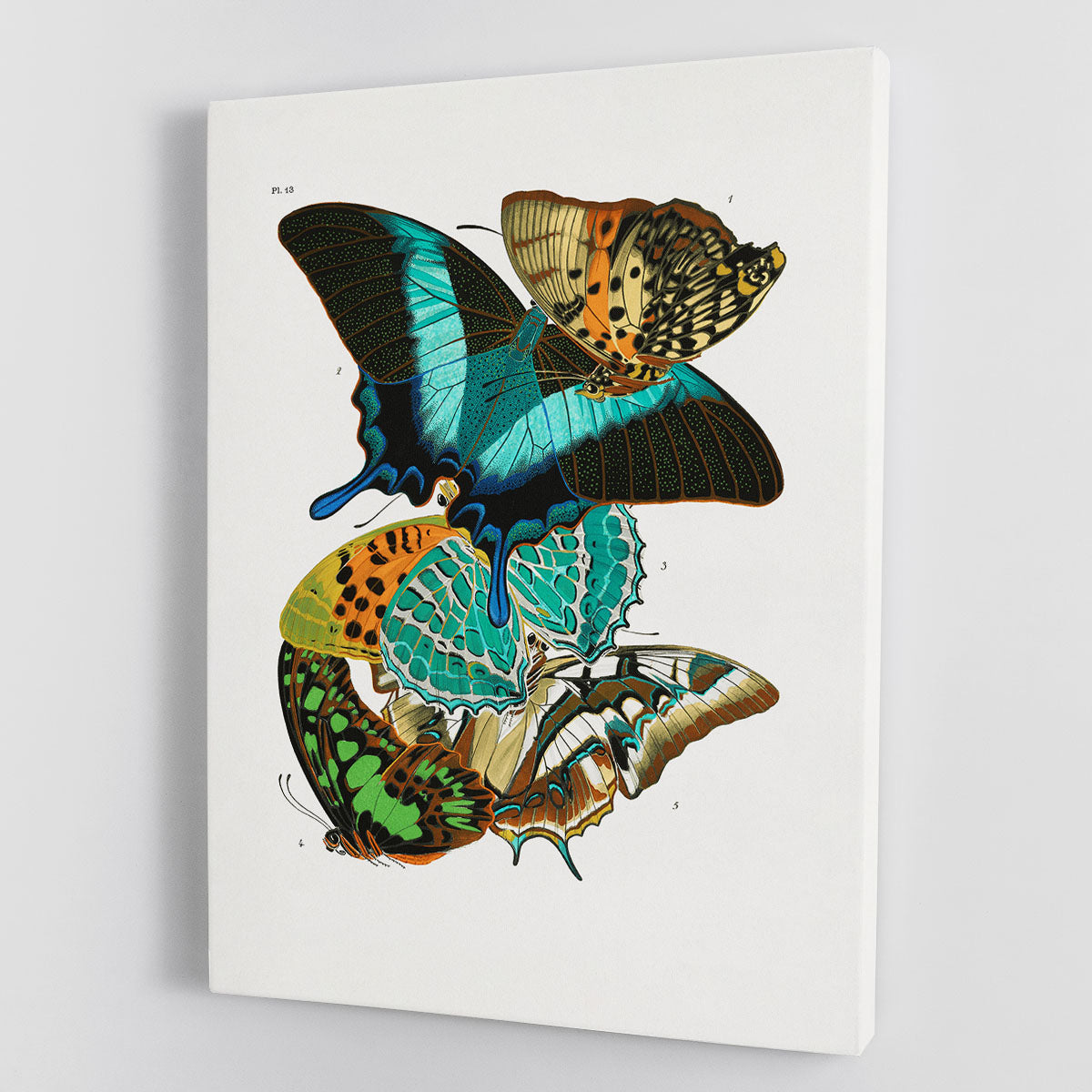 Butterflies Part 13 Canvas Print or Poster | Canvas Art Rocks