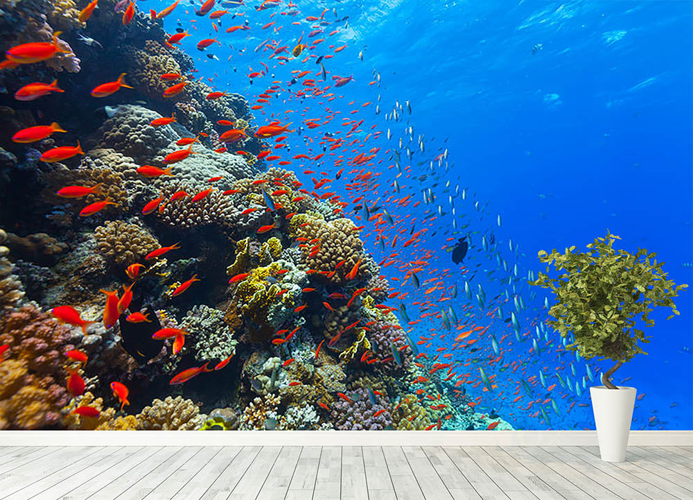 Reef Wallpapers Beautiful Snorkeling Adventure In The Great Barrier