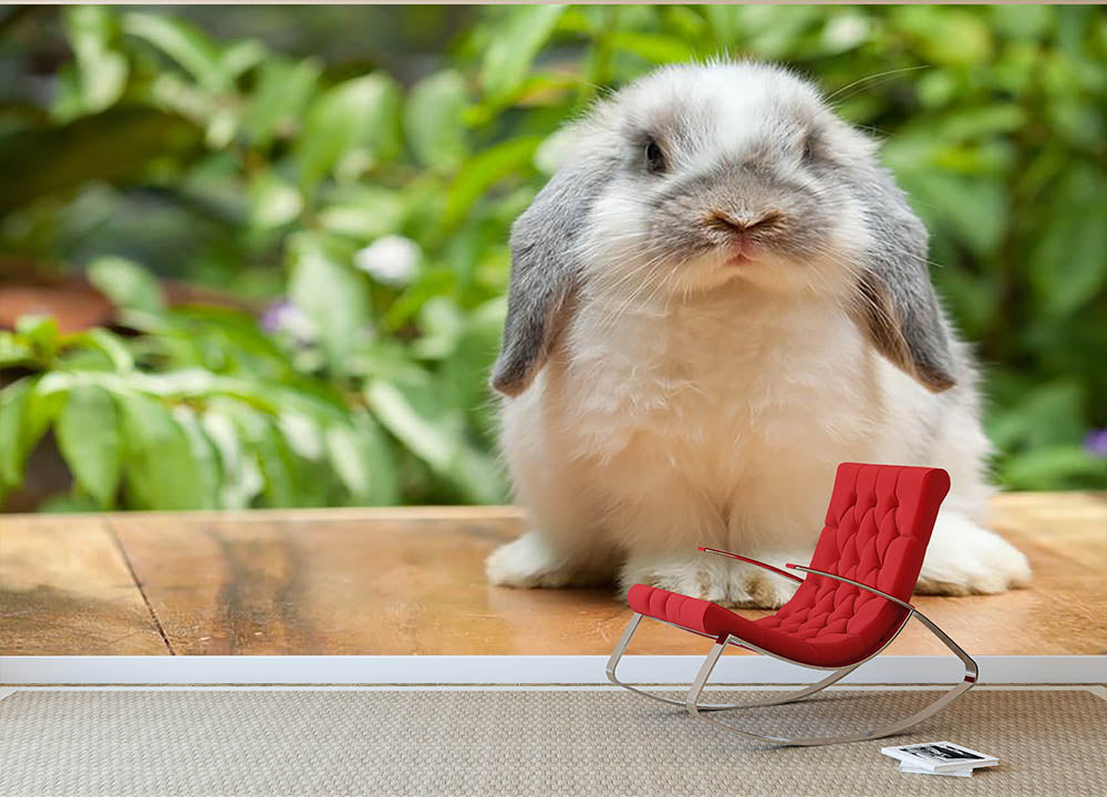Cute holland lop rabbit Wall Mural Wallpaper | Canvas Art Rocks