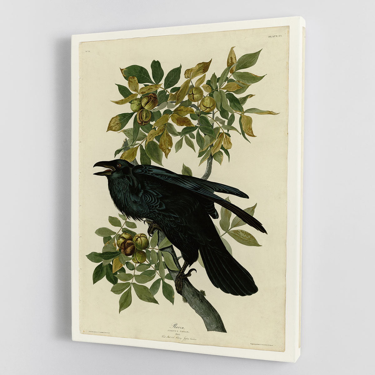 Raven by Audubon Canvas Print or Poster | Canvas Art Rocks