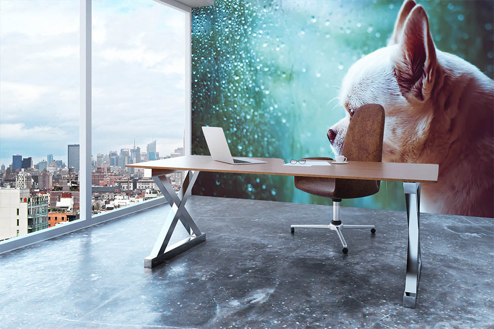 Sad Chihuahua dog Wall Mural Wallpaper | Canvas Art Rocks