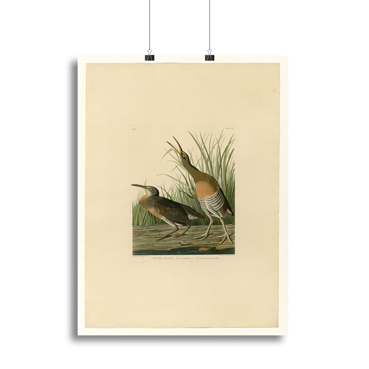 Salt Water Marsh Hen by Audubon Canvas Print or Poster | Canvas Art Rocks