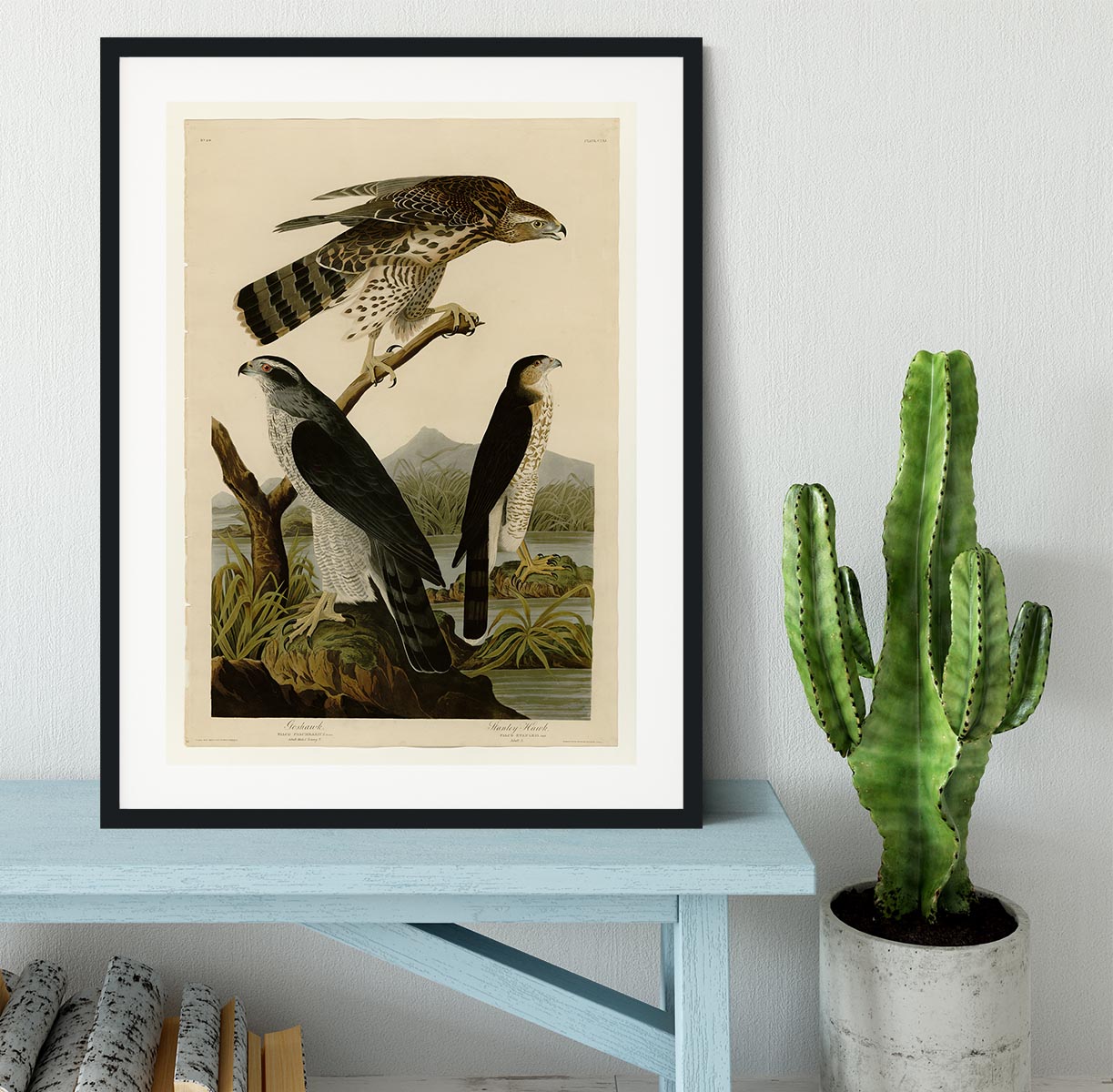 Stanley Hawk by Audubon Framed Print | Canvas Art Rocks